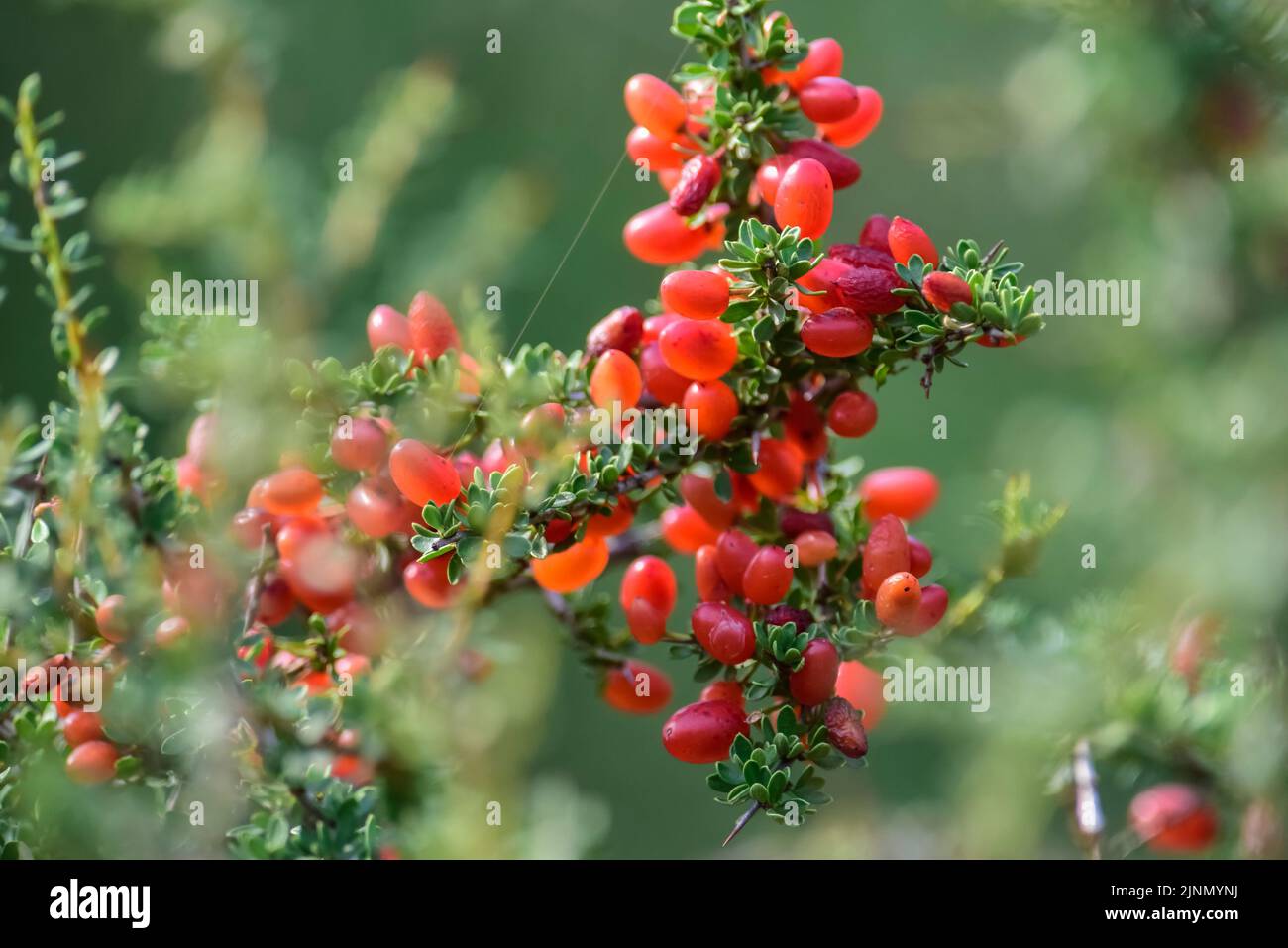 Wild fruits in Calden Forest environement, Piquillin, Condalia ...
