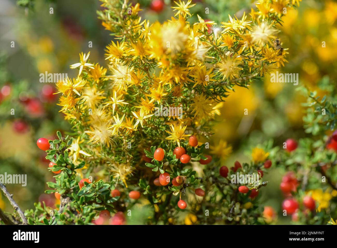Piquillin condalia microphylla hi-res stock photography and images - Alamy