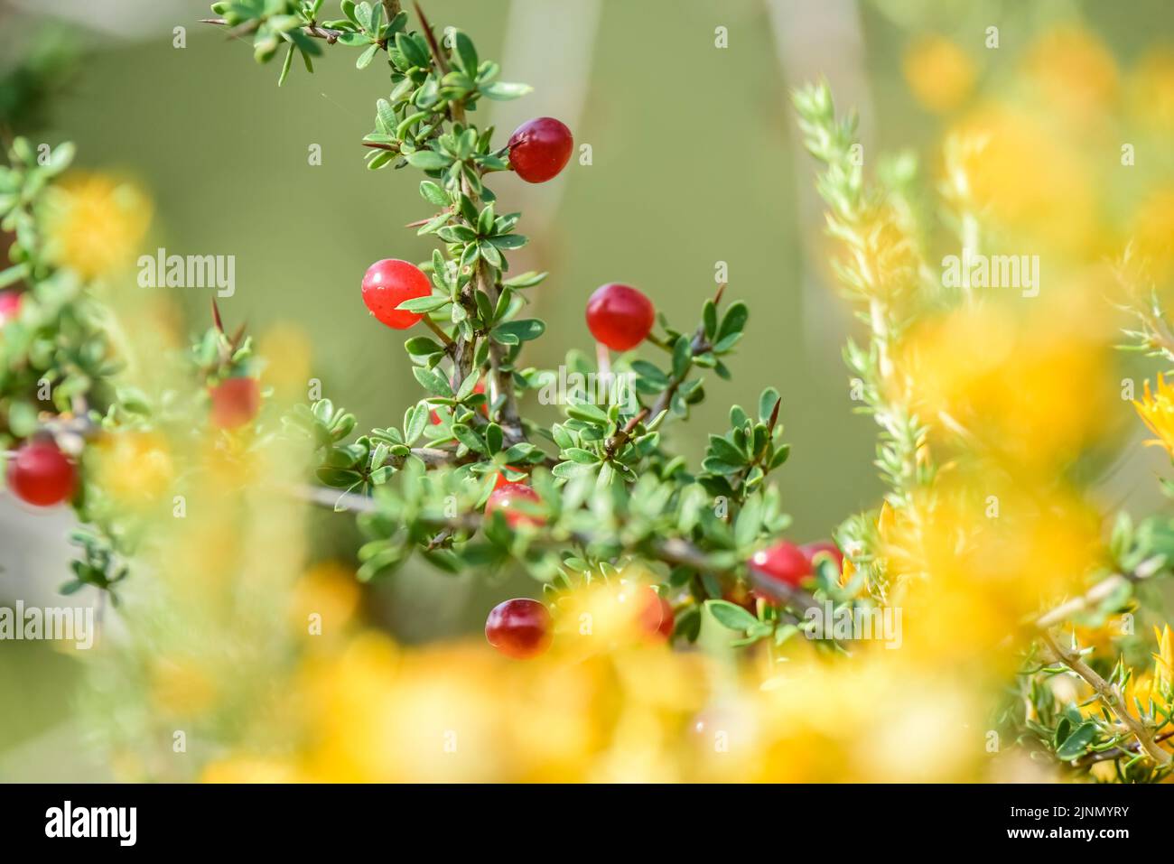 Wild fruits in Calden Forest environement, Piquillin, Condalia ...
