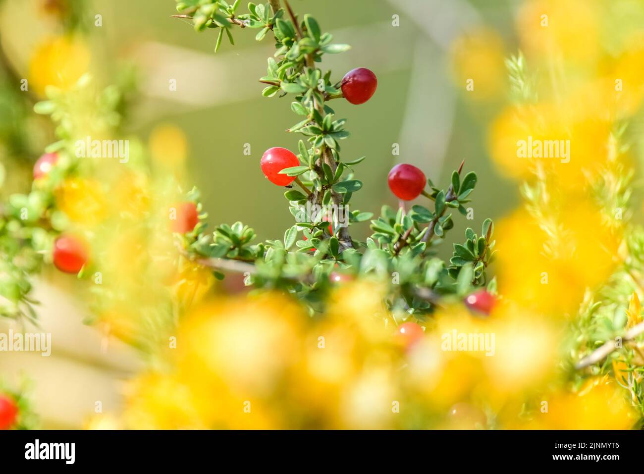 Piquillin condalia microphylla hi-res stock photography and images - Alamy