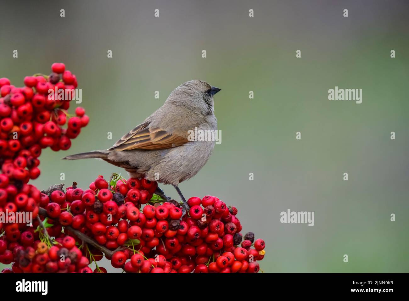 Bay winged Cowbird, Agelaioides badius, Calden forest, La Pampa ...