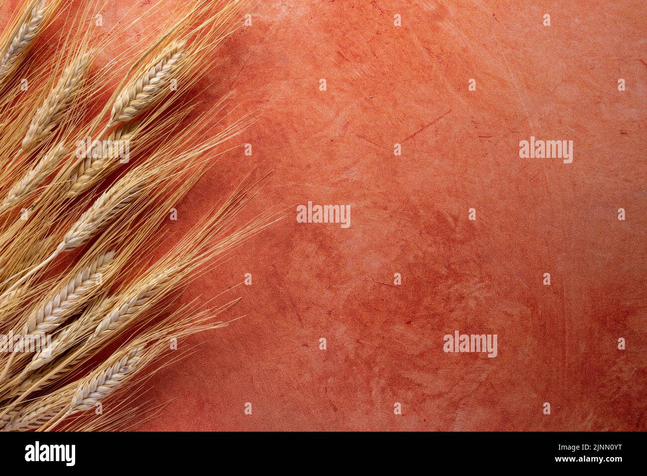 Sheaf of barley, Hordeum vulgare, on an orange textured background ...