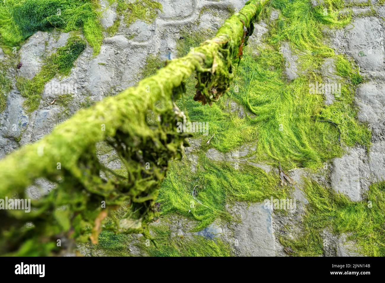 Rope with seaweed at low tide in Guernsey Stock Photo - Alamy