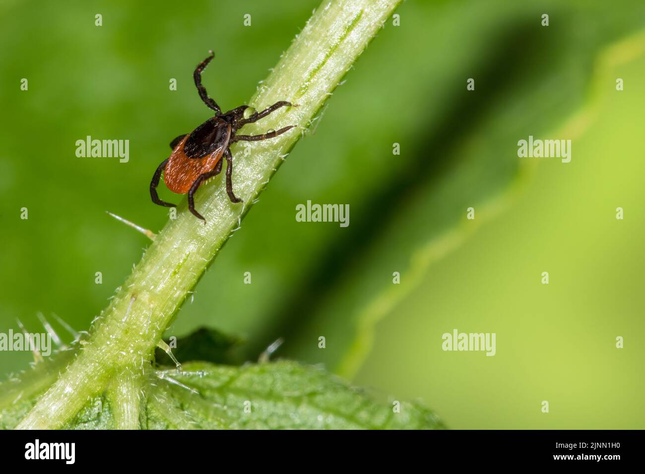 Closeup of castor bean tick climbing up on a green stem. Ixodes ricinus ...