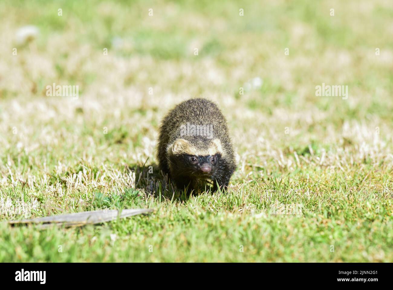 Little grison galictis cuja hi-res stock photography and images - Alamy
