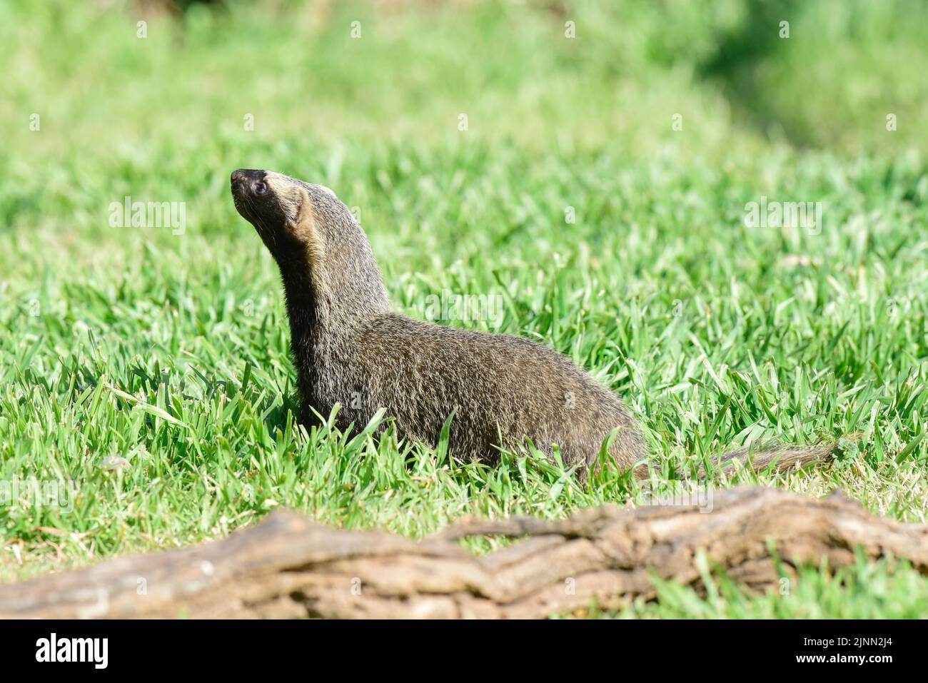 Little grison, in Pampas grassland environment, La Pampa Province ...