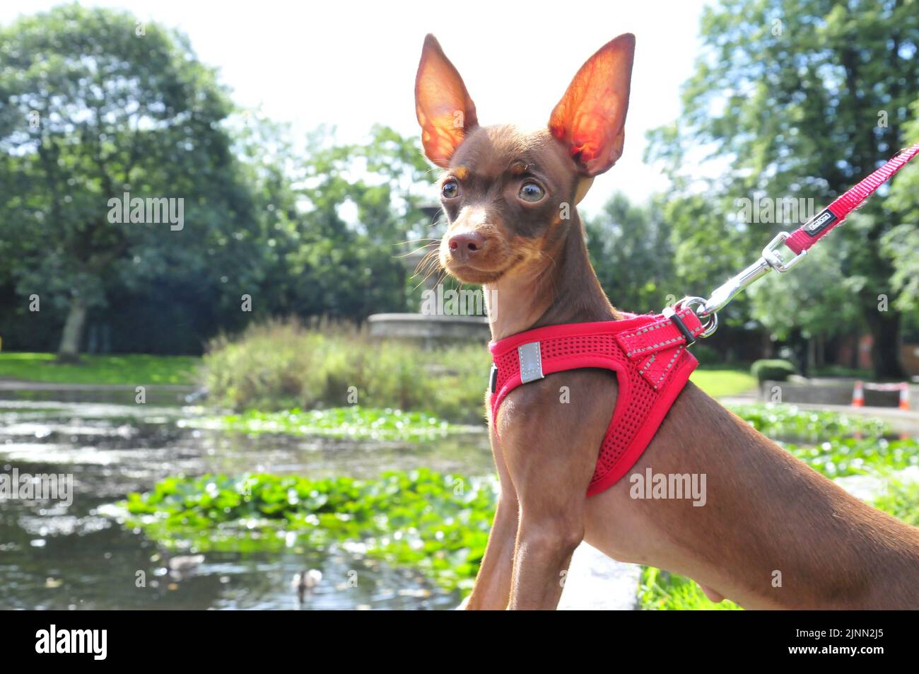 Russian in cork hi-res stock photography and images - Alamy