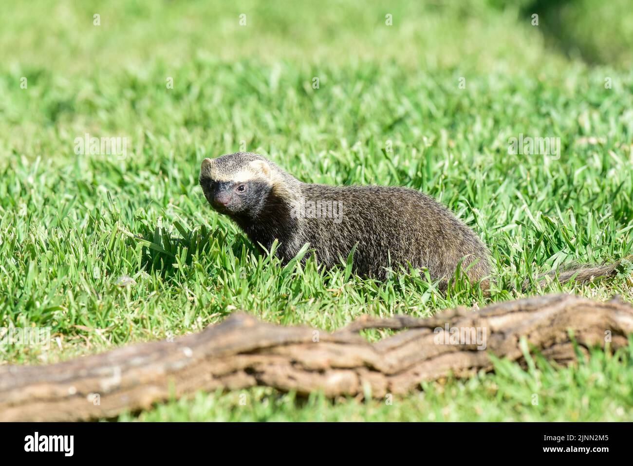 Little grison, in Pampas grassland environment, La Pampa Province ...