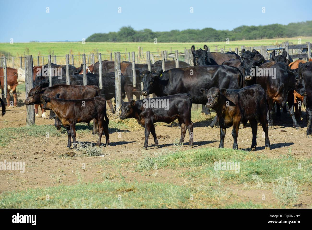 Cows raised with natural pastures, meat production in the Argentine ...