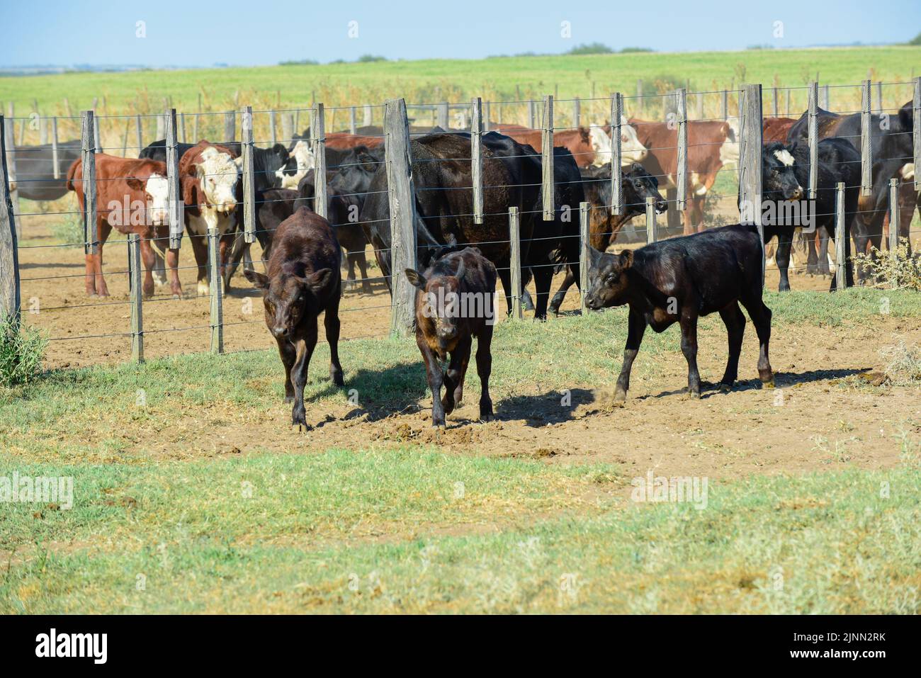 Cows raised with natural pastures, meat production in the Argentine ...