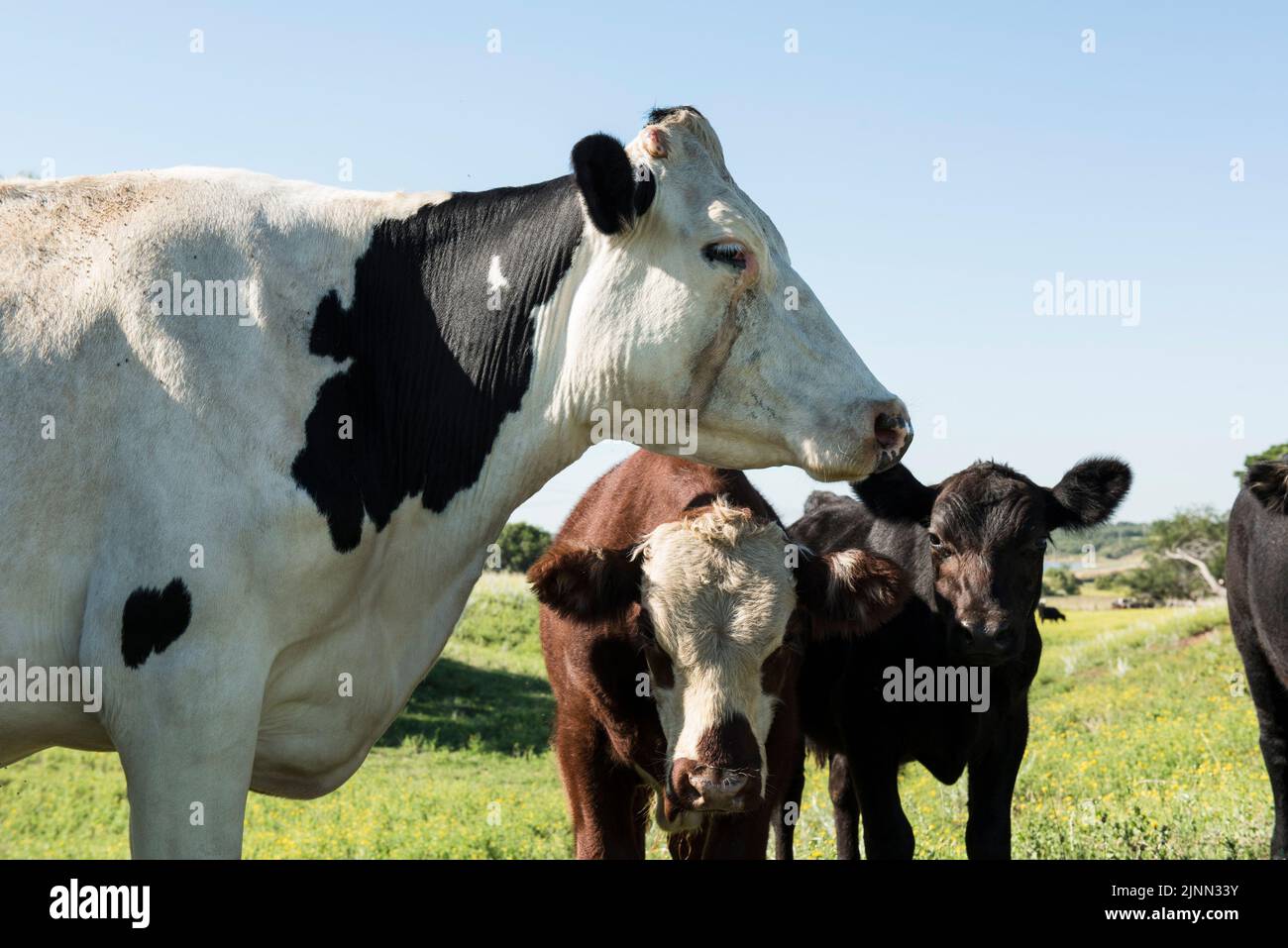 Cows raised with natural pastures, meat production in the Argentine ...