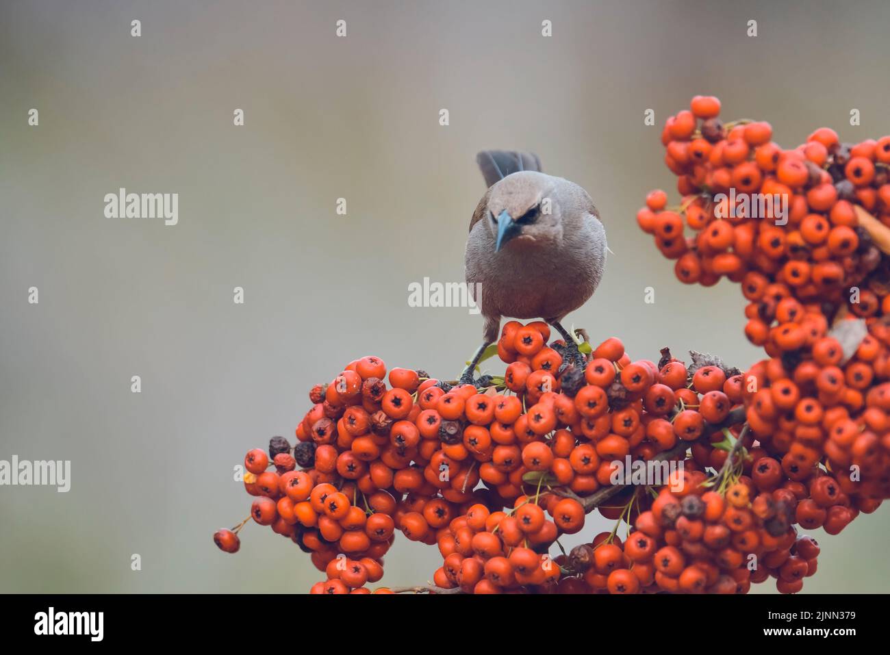 Bay winged Cowbird, Agelaioides badius, Calden forest, La Pampa ...