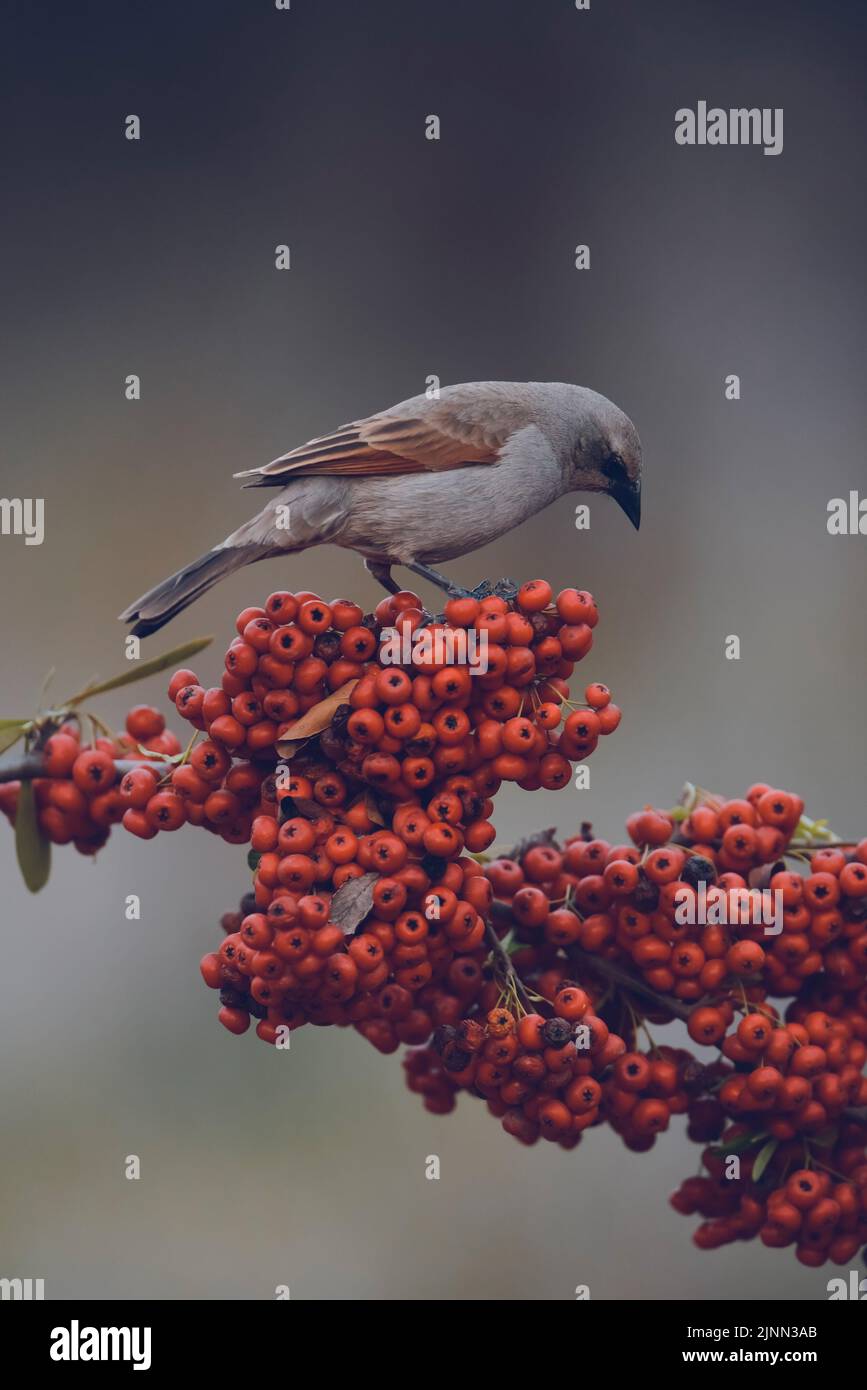 Bay winged Cowbird, Agelaioides badius, Calden forest, La Pampa ...