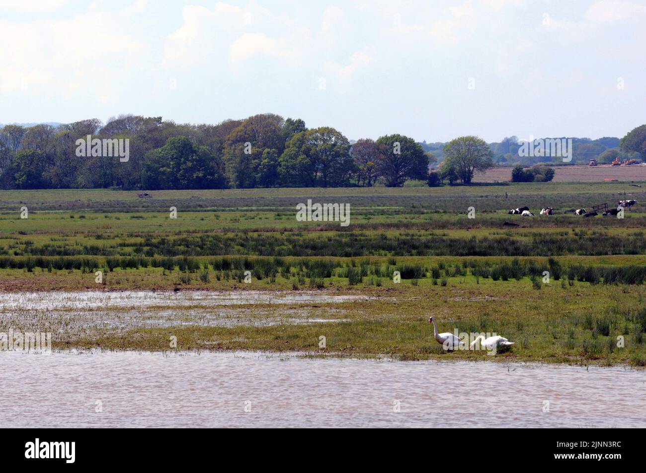 PULBOROUGH BROOKS NATURE RESERVE, WEST SUSSEX MIKE WALKER 2010 Stock ...