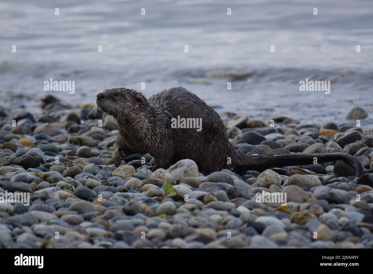 River otter eating fish on beach at Lincoln Park, West Seattle Stock ...