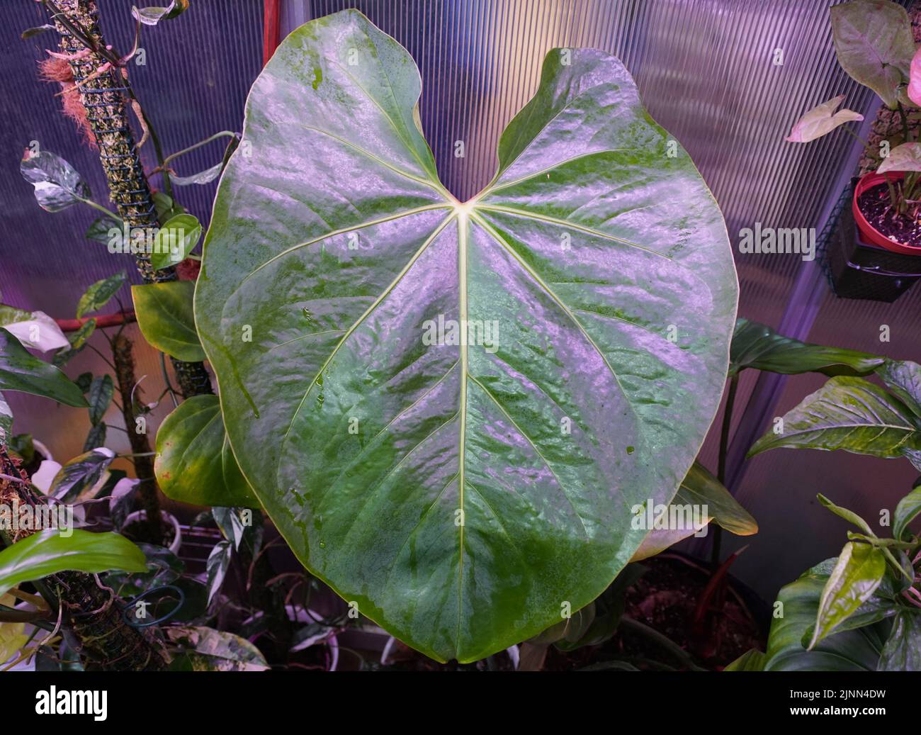 A large love shape leaf of Anthurium Faustomirandae, a rare tropical ...