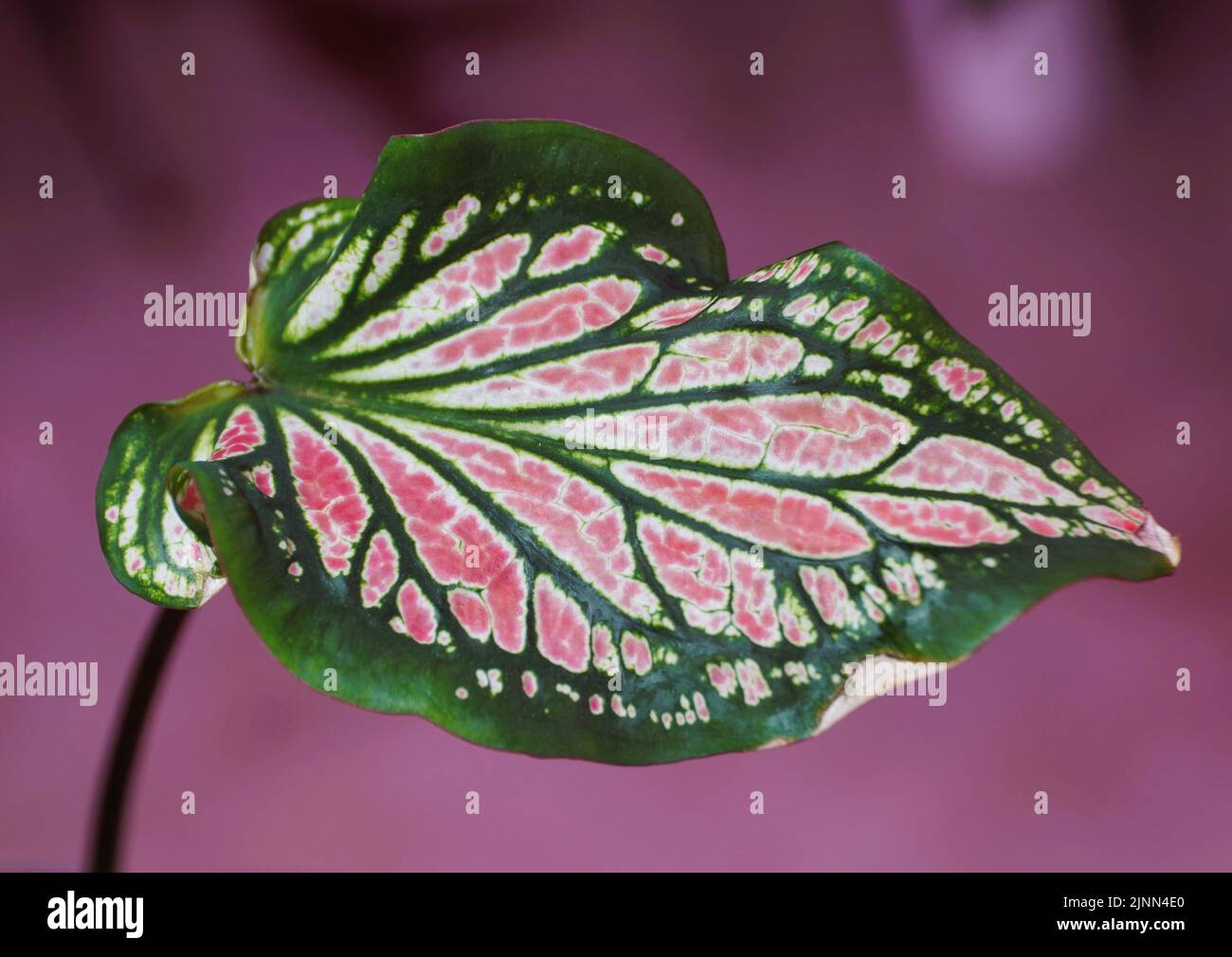 Close up of a beautiful pink and green leaf of Caladium Thai Beauty ...