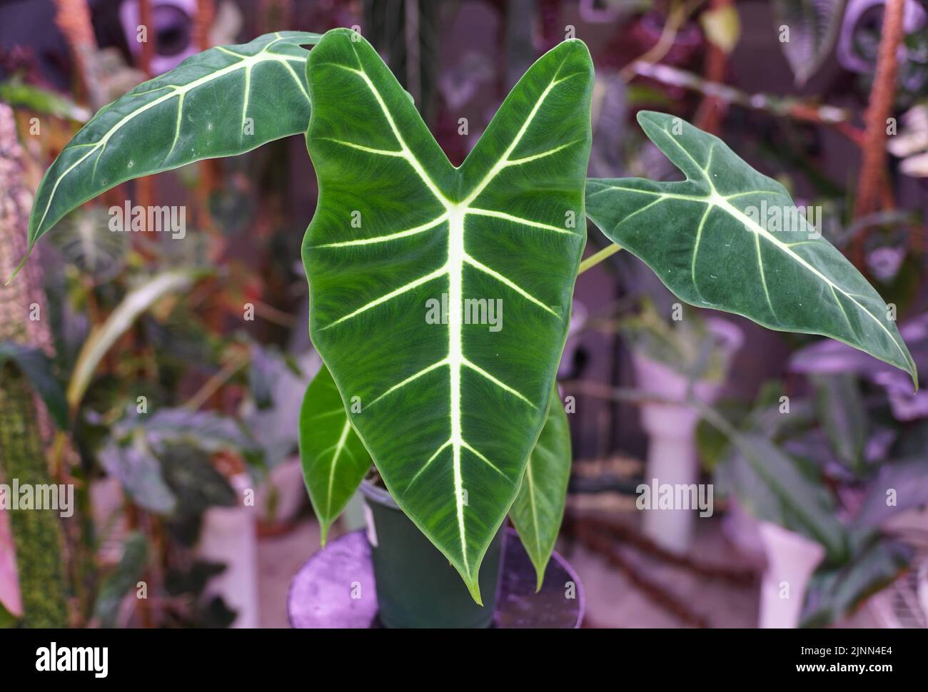 Beautiful dark green and velvety leaves of Alocasia Frydek, a rare ...