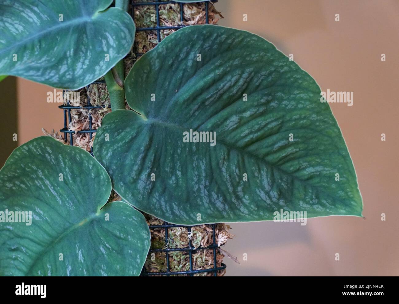 Variegated leaves of Monstera Dubia, a rare and popular shingling plant ...