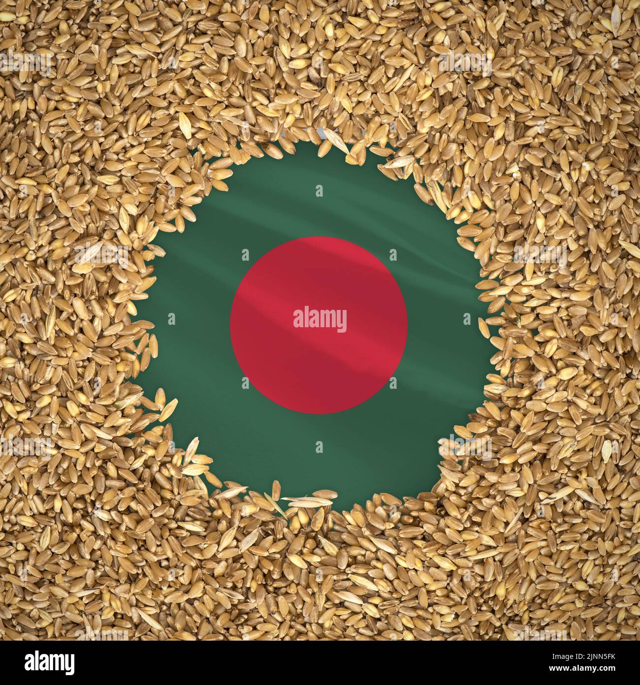 Flag of bangladesh with grains of wheat. Natural whole wheat concept ...