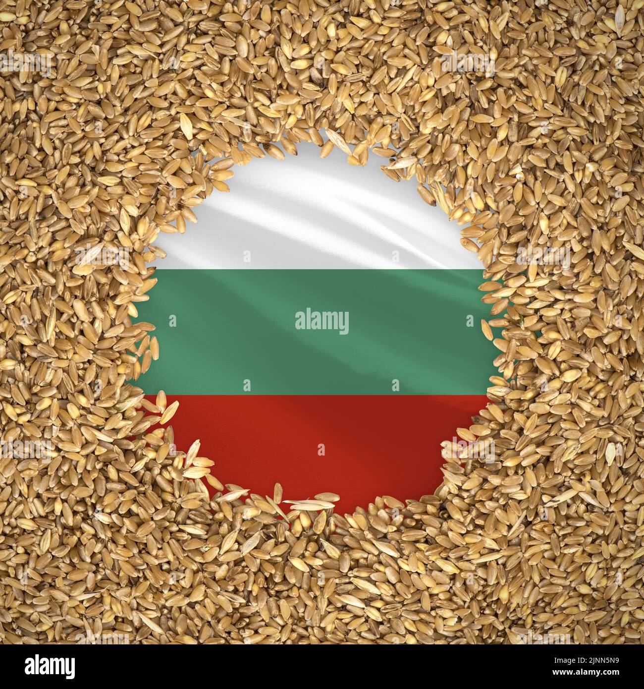 Flag of bulgaria with grains of wheat. Natural whole wheat concept with ...