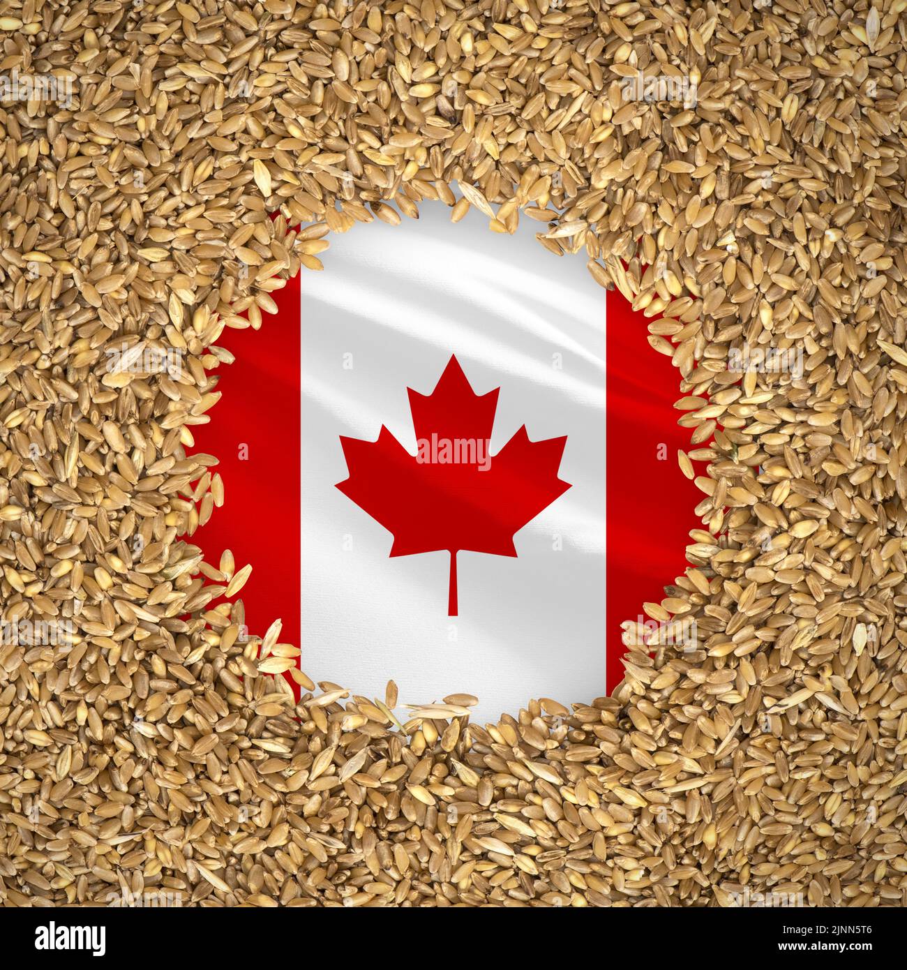 Flag of canada with grains of wheat. Natural whole wheat concept with ...
