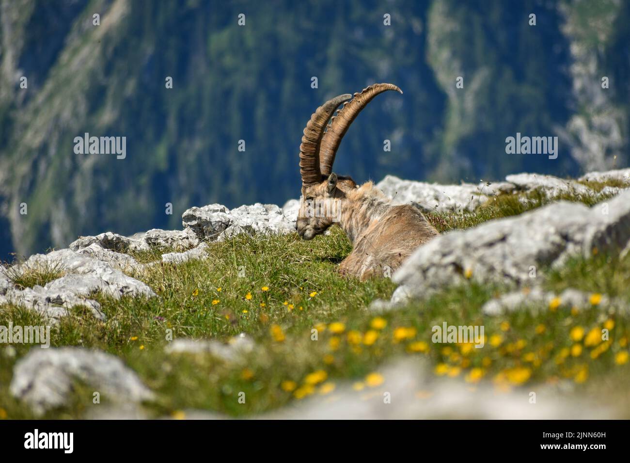 male alpine ibex (Capra ibex) in the wild on peak of Kahlersberg in ...