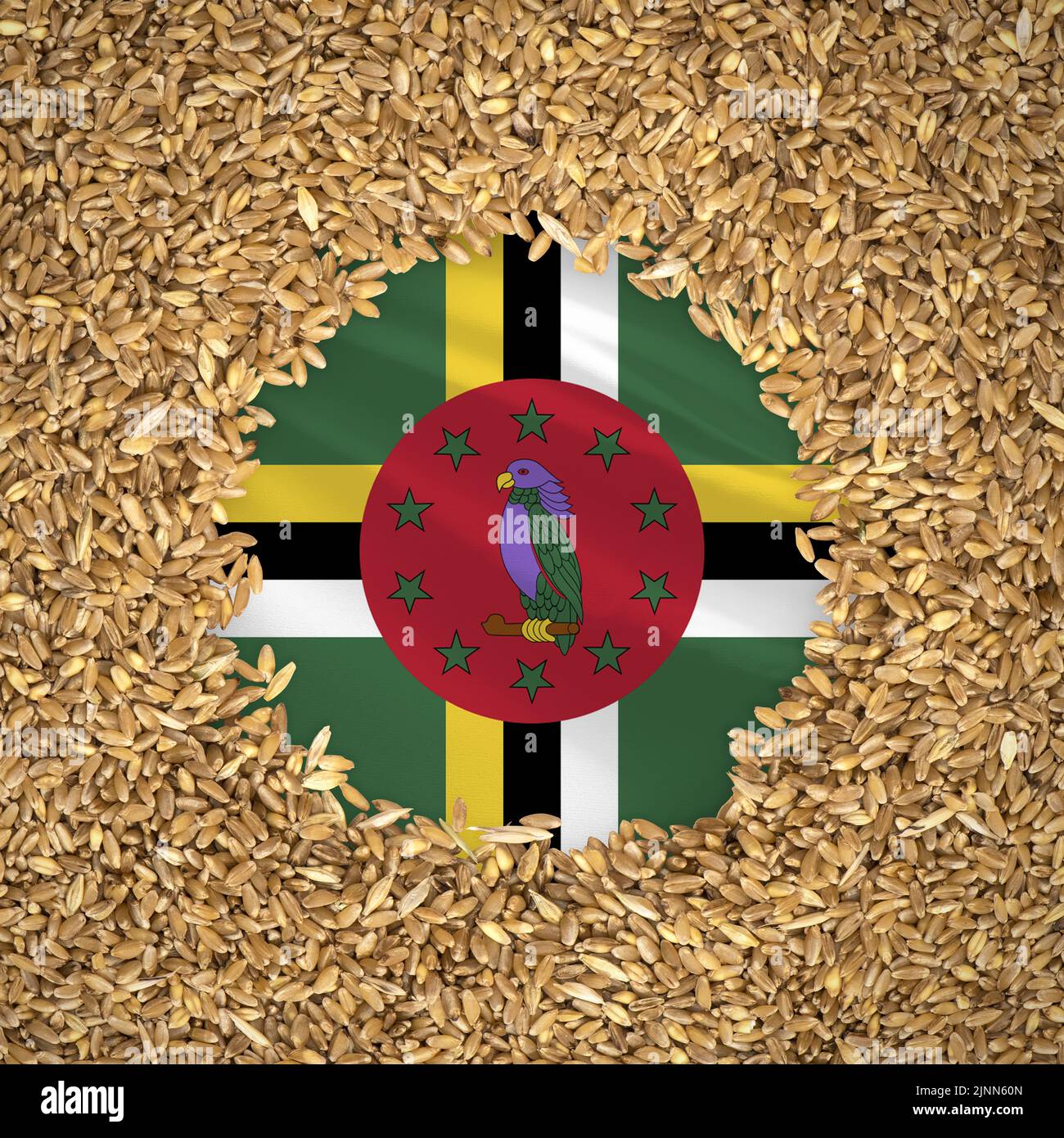 Flag of dominica with grains of wheat. Natural whole wheat concept with ...