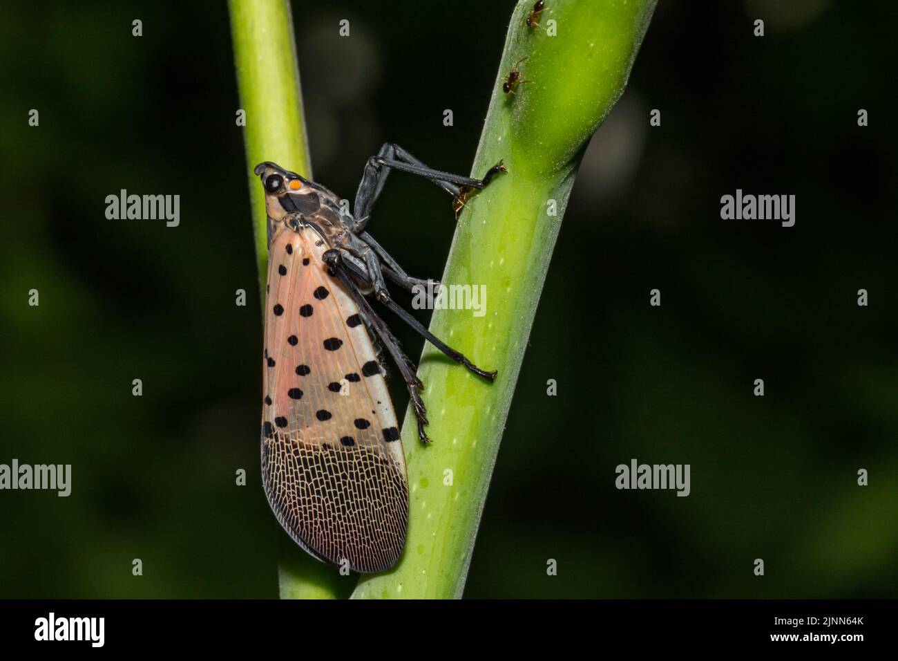 Spotted Lanternfly - Lycorma delicatula Stock Photo - Alamy