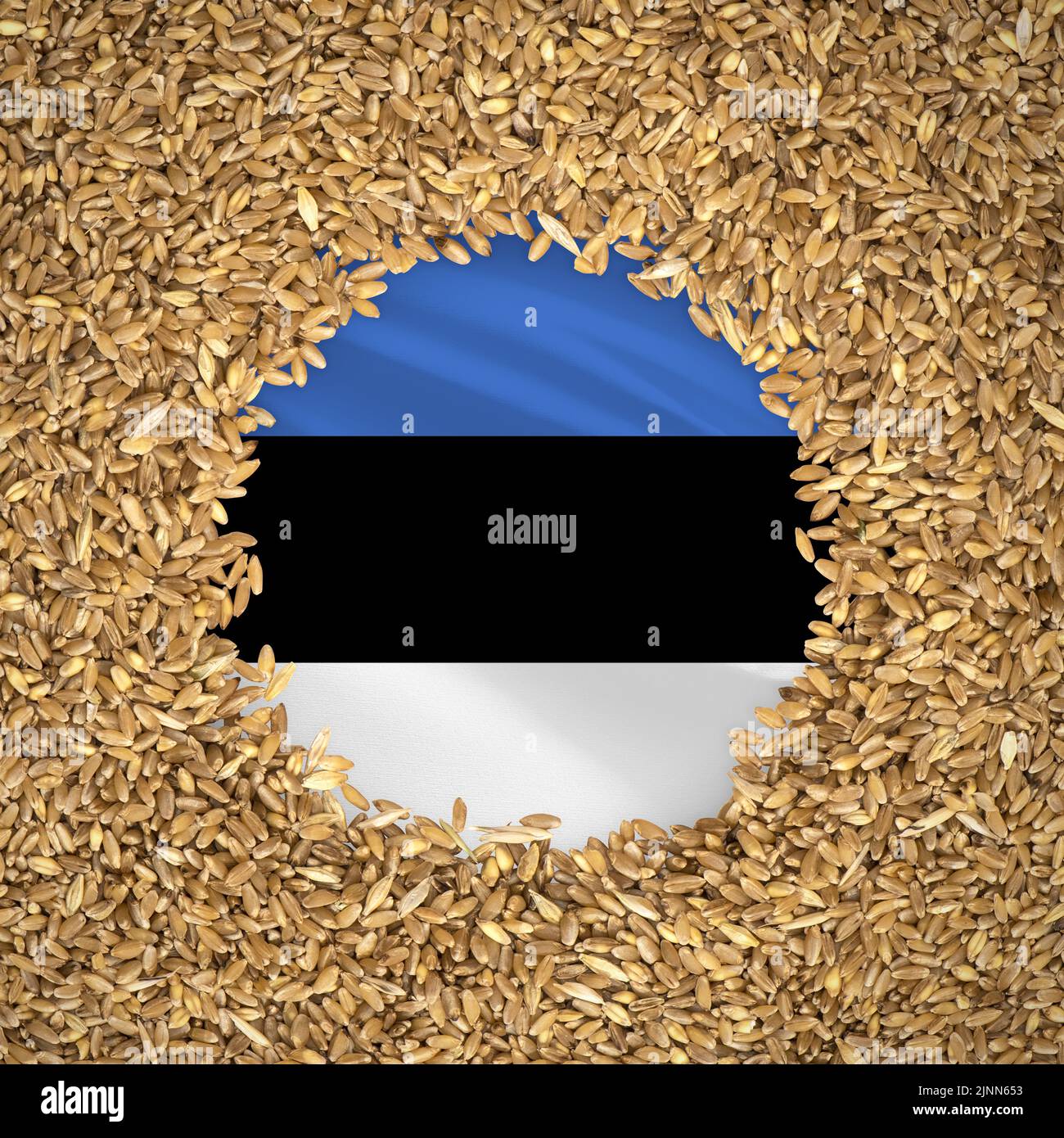 Flag of estonia with grains of wheat. Natural whole wheat concept with ...