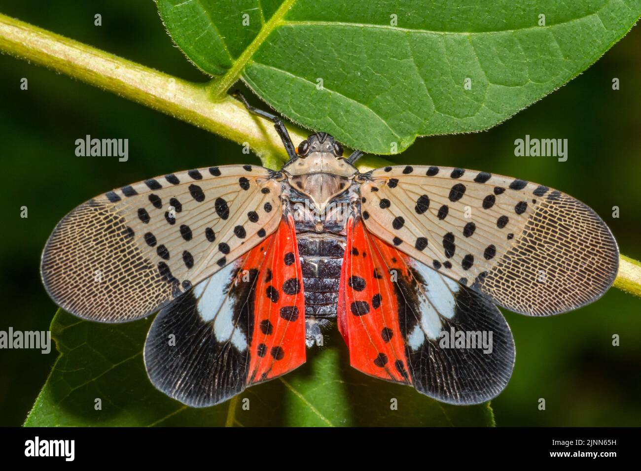 Spotted Lanternfly - Lycorma delicatula Stock Photo - Alamy