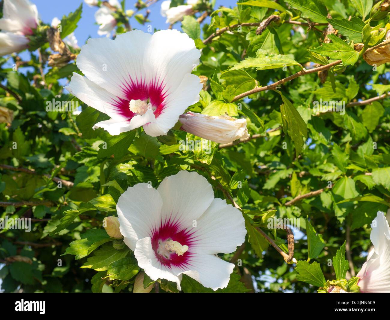 Beautiful pink flower. Flowering of southern plants. Bush with a flower ...