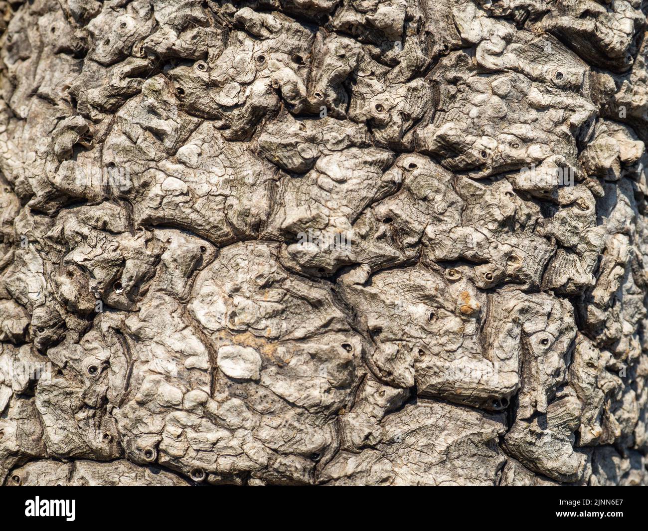 Wrinkled bark of a southern tree. Beautiful texture. Curvy lines ...