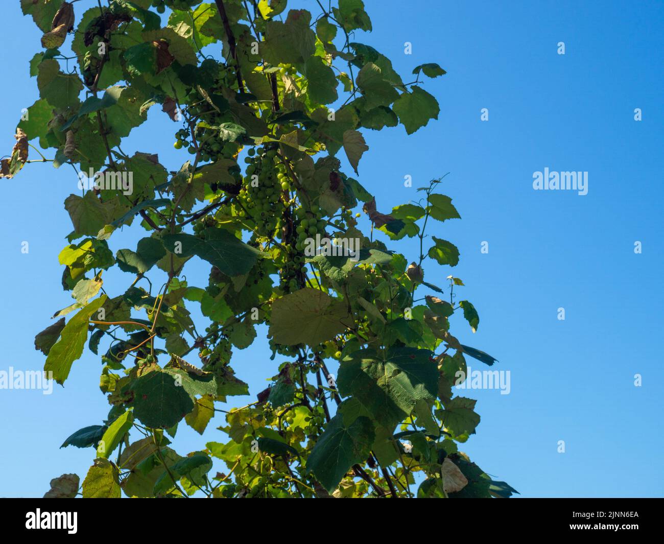 Grape massive vine against the sky. Bunches of green grapes. Winemaking ...