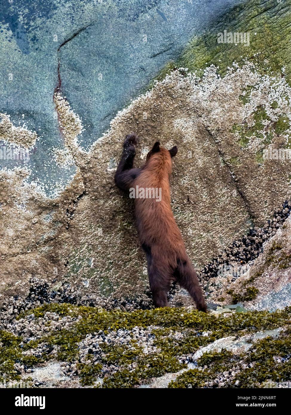 Black bear, Ursus americanus, feeding on barnacles in the intertidal ...