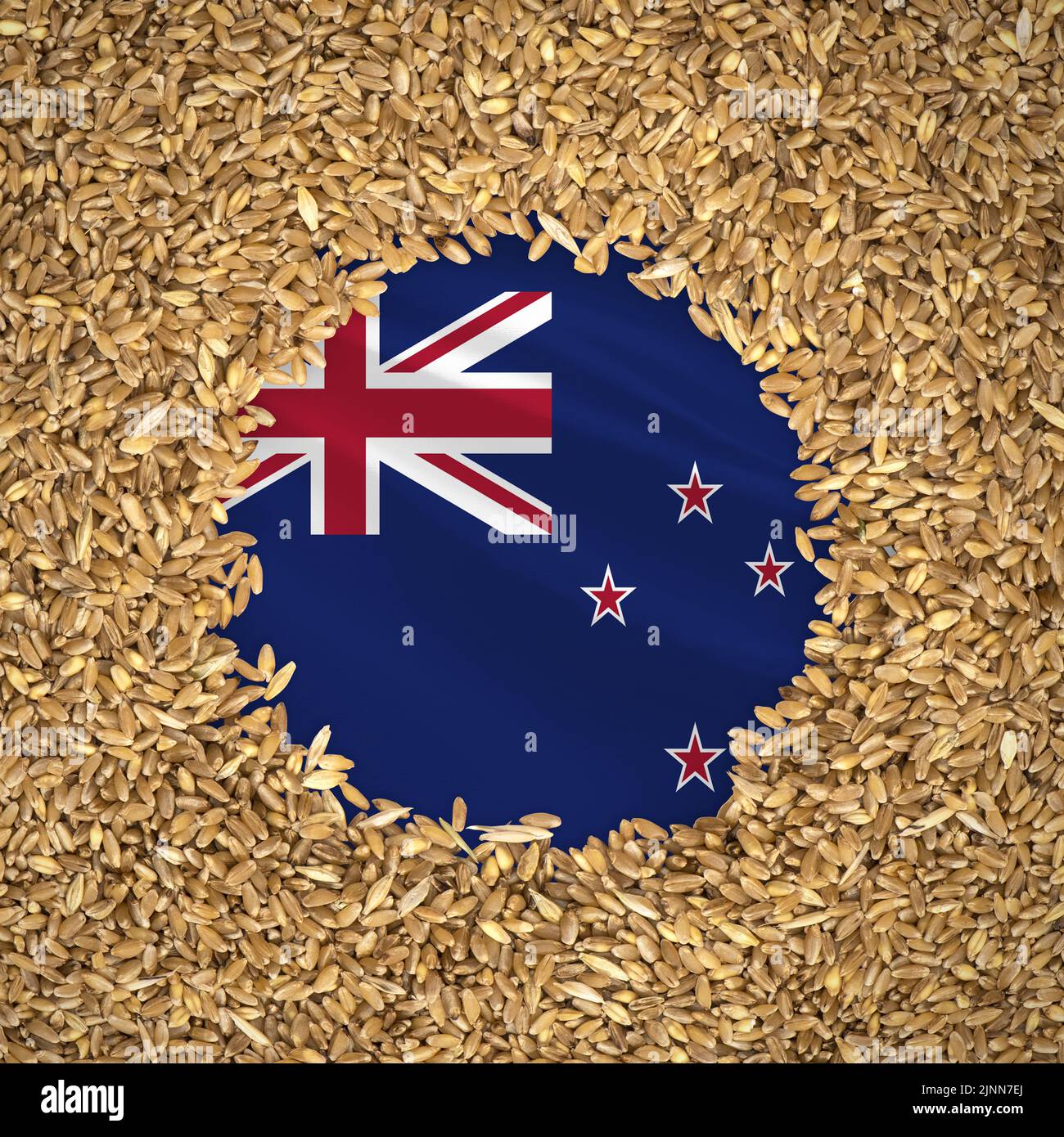 Flag of new zealand with grains of wheat. Natural whole wheat concept ...