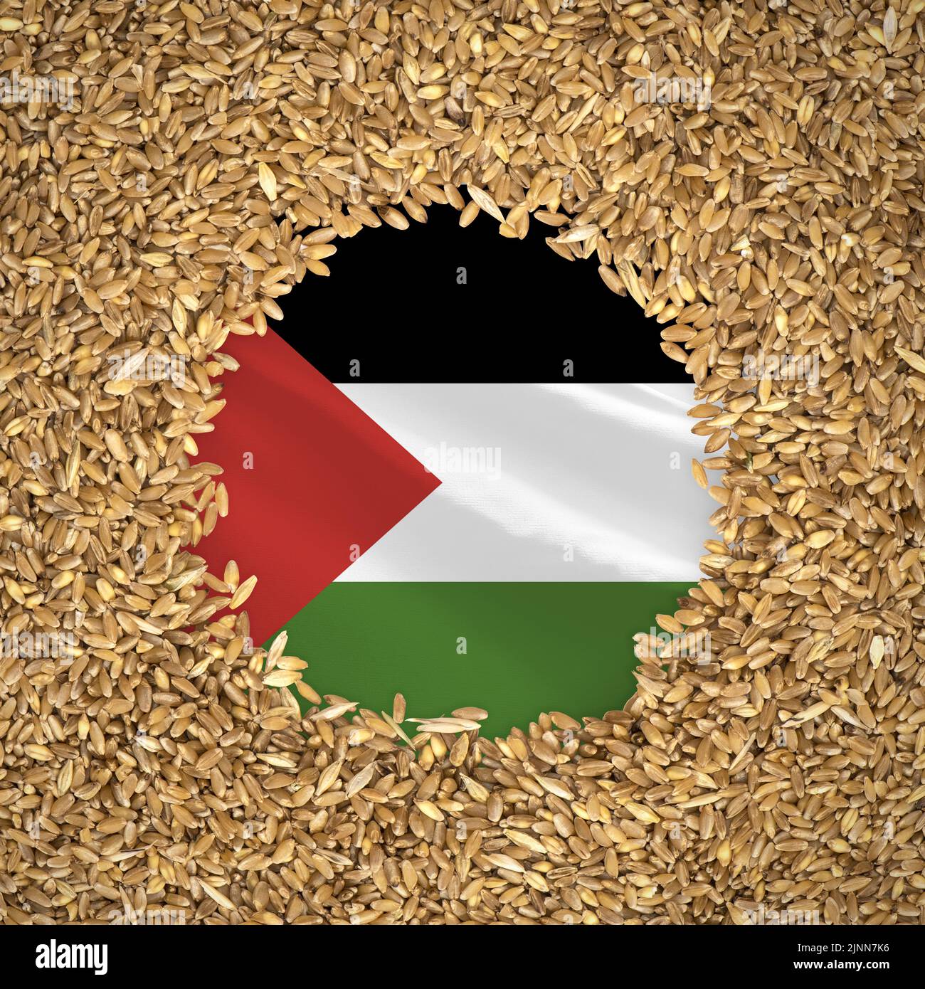 Flag of palestine with grains of wheat. Natural whole wheat concept ...