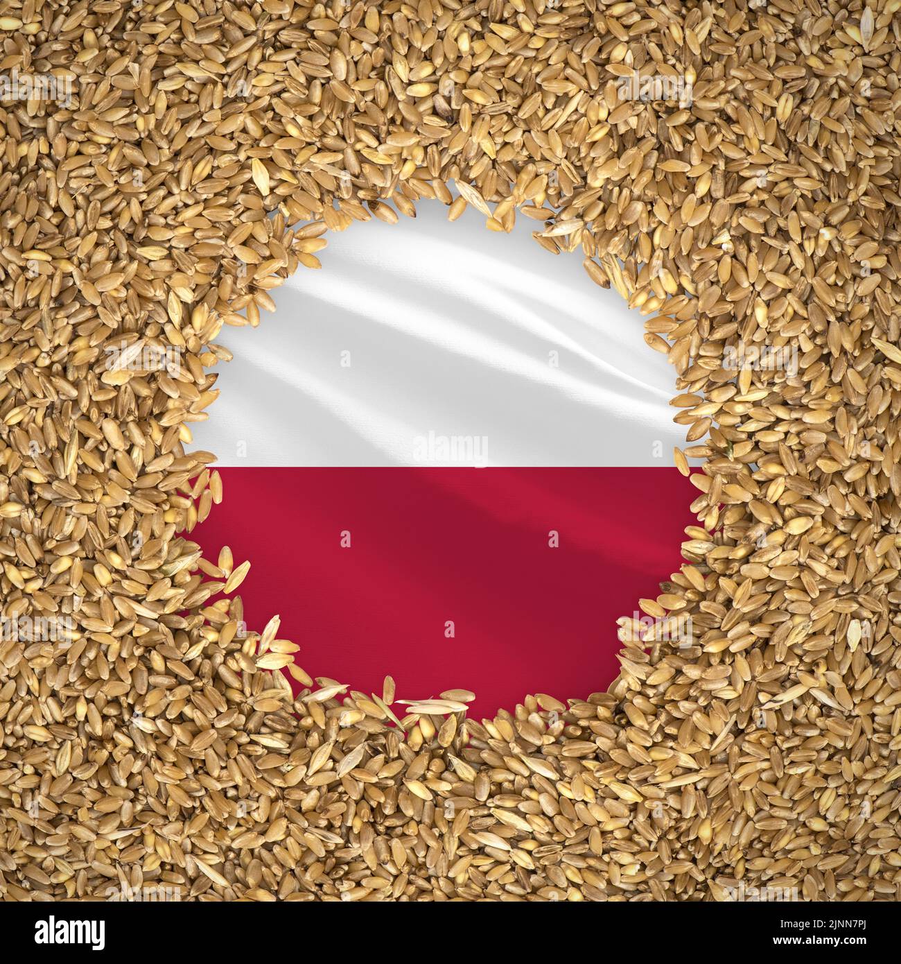 Flag of poland with grains of wheat. Natural whole wheat concept with ...