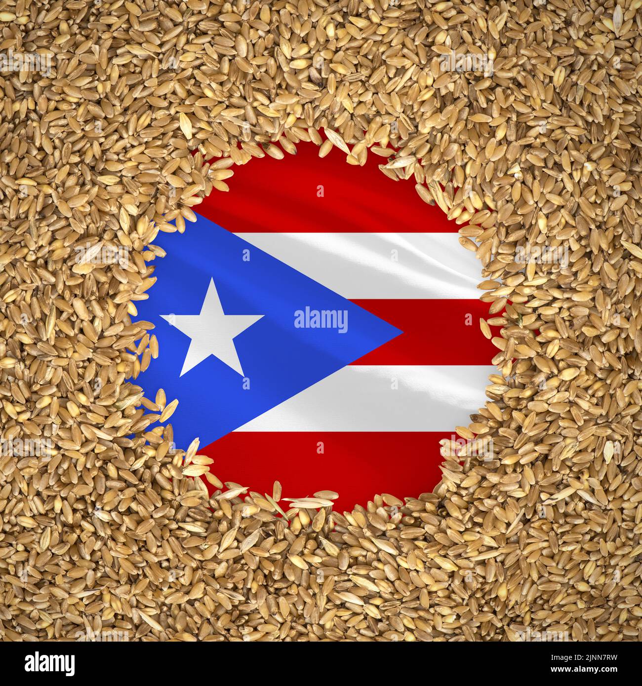 Flag of puerto rico with grains of wheat. Natural whole wheat concept ...