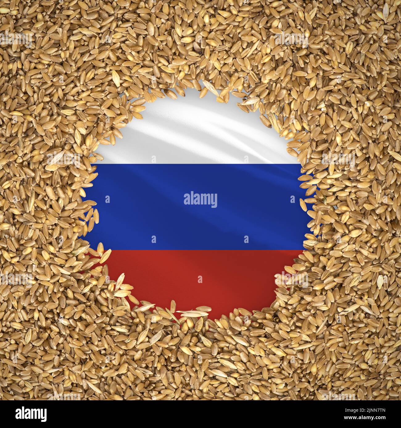 Flag of russia with grains of wheat. Natural whole wheat concept with ...