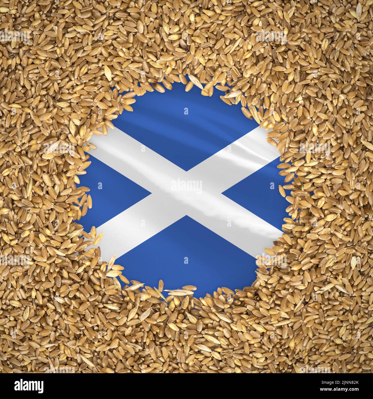 Flag of scotland with grains of wheat. Natural whole wheat concept with ...