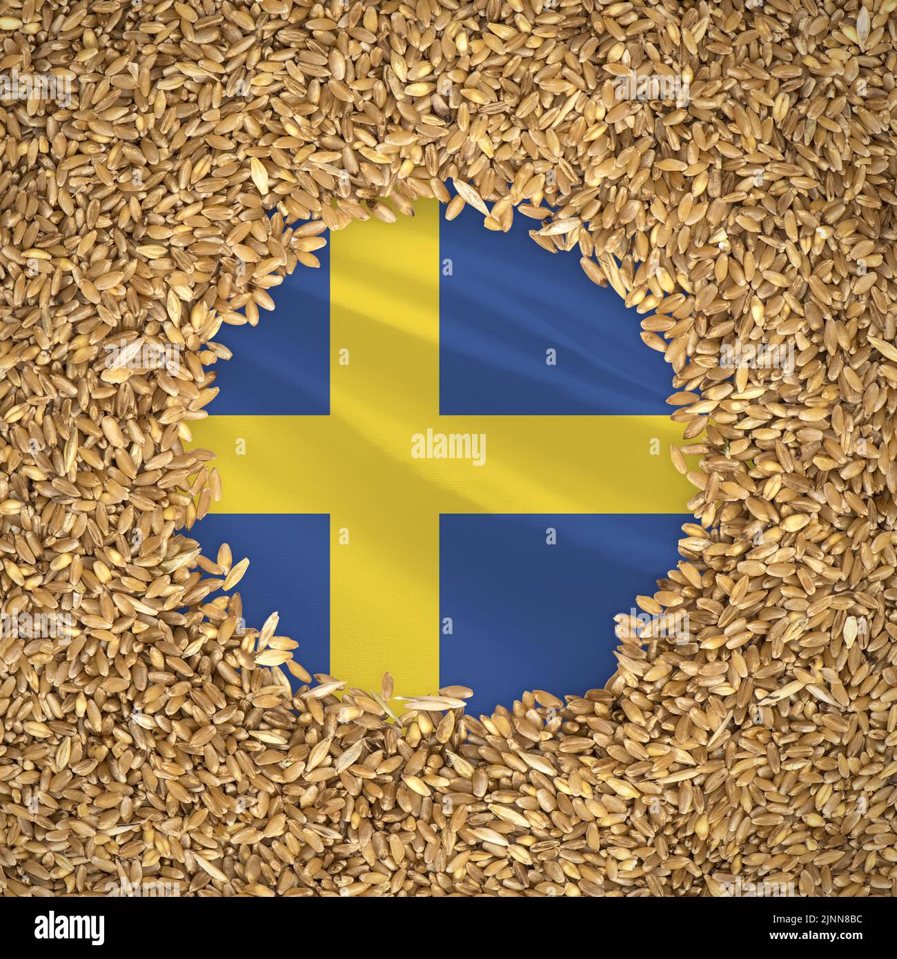 Flag of sweden with grains of wheat. Natural whole wheat concept with ...