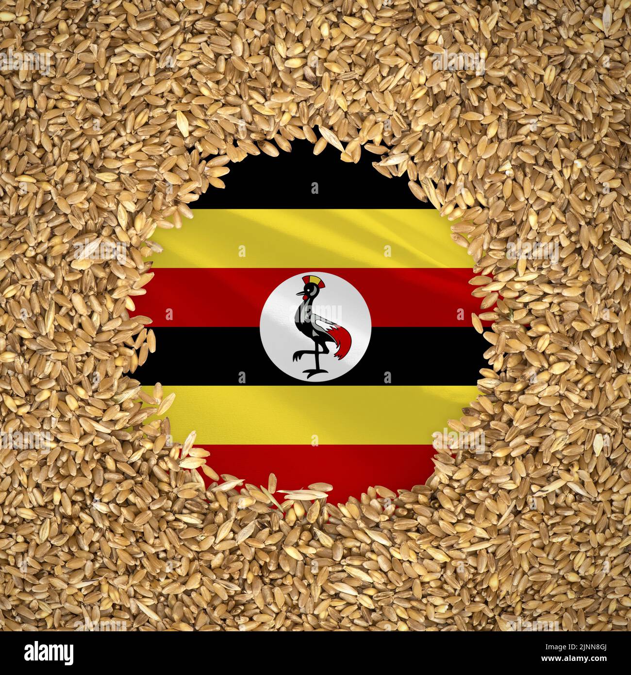 Flag of uganda with grains of wheat. Natural whole wheat concept with ...