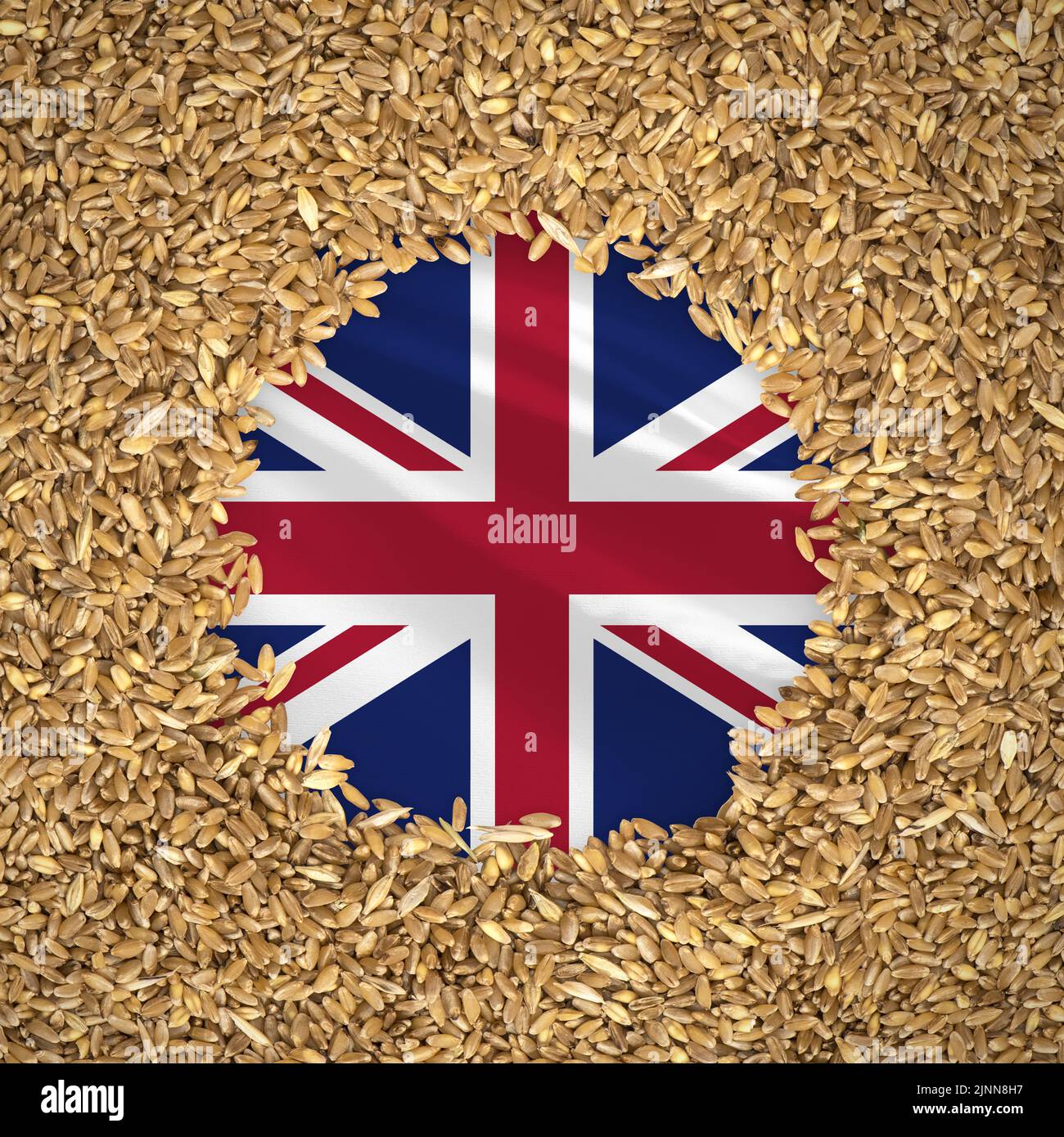 Flag of united kingdom with grains of wheat. Natural whole wheat ...
