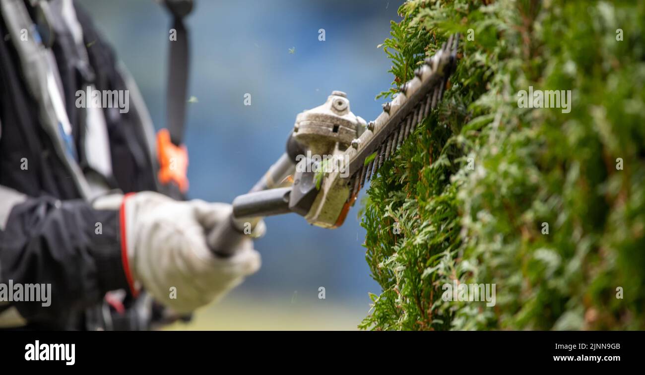 Gardener services. Hedge cutting. The blade of a gasoline trimmer trims ...
