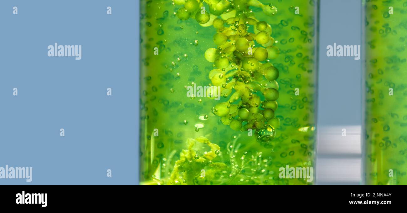 Algae fuel biofuel industry lab researching for alternative to fossil ...