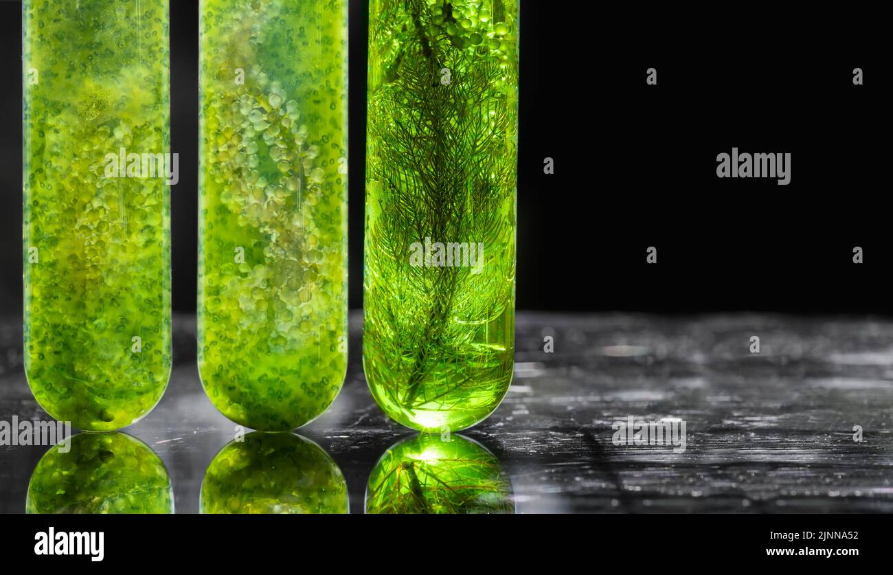 Algae Fuel Biofuel Industry Lab Researching For Alternative To Fossil Algae Fuel Or Algal