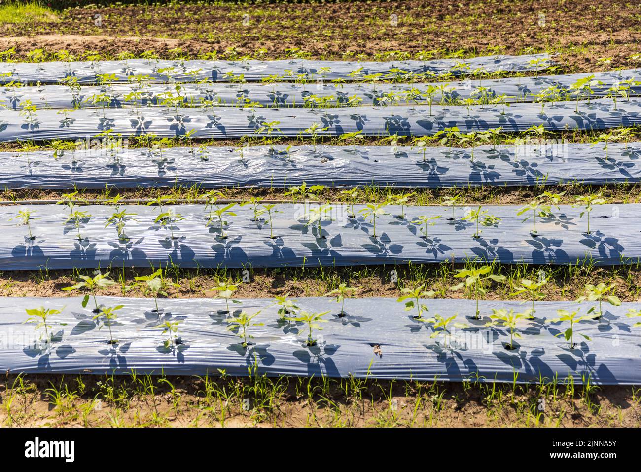 farmers use plastic films for weed control in vegetable garden Stock ...
