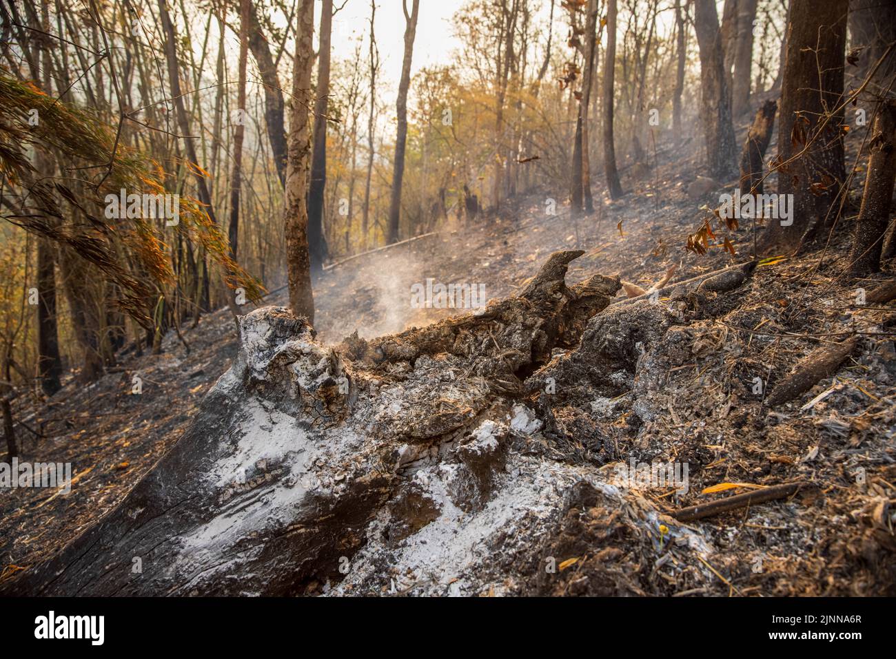 Forest after a fire . Trees that are severely damaged by fire Stock ...