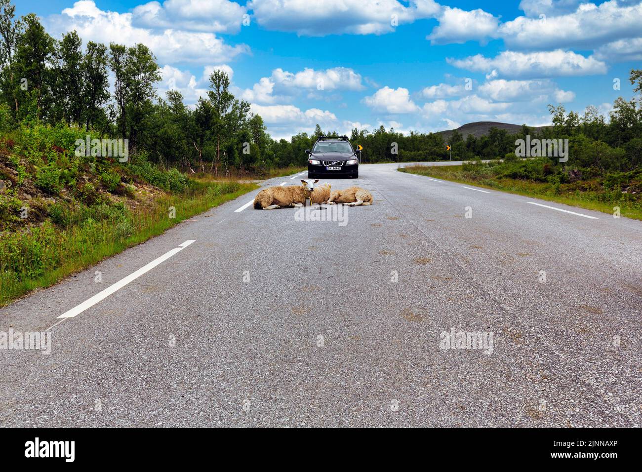 Sheep lying on a country road, danger in traffic, car brakes, Rv 27 scenic route, Rondane ...